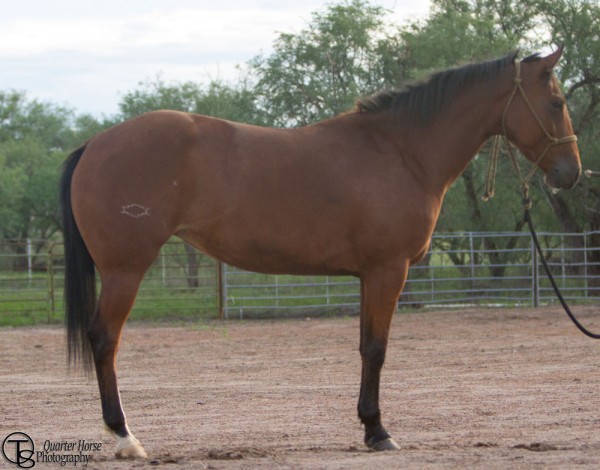 Bueno SkipN Star - TS Quarter Horses
