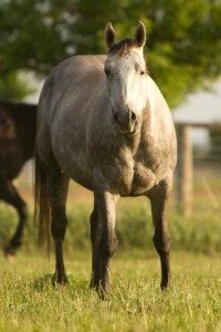 FCB Playgun Miss - TS Quarter Horses
