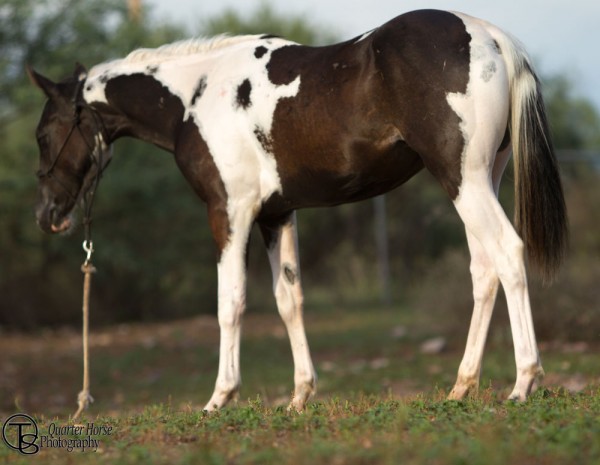 Clostridial Myositis/Fasciitis - TS Quarter Horses