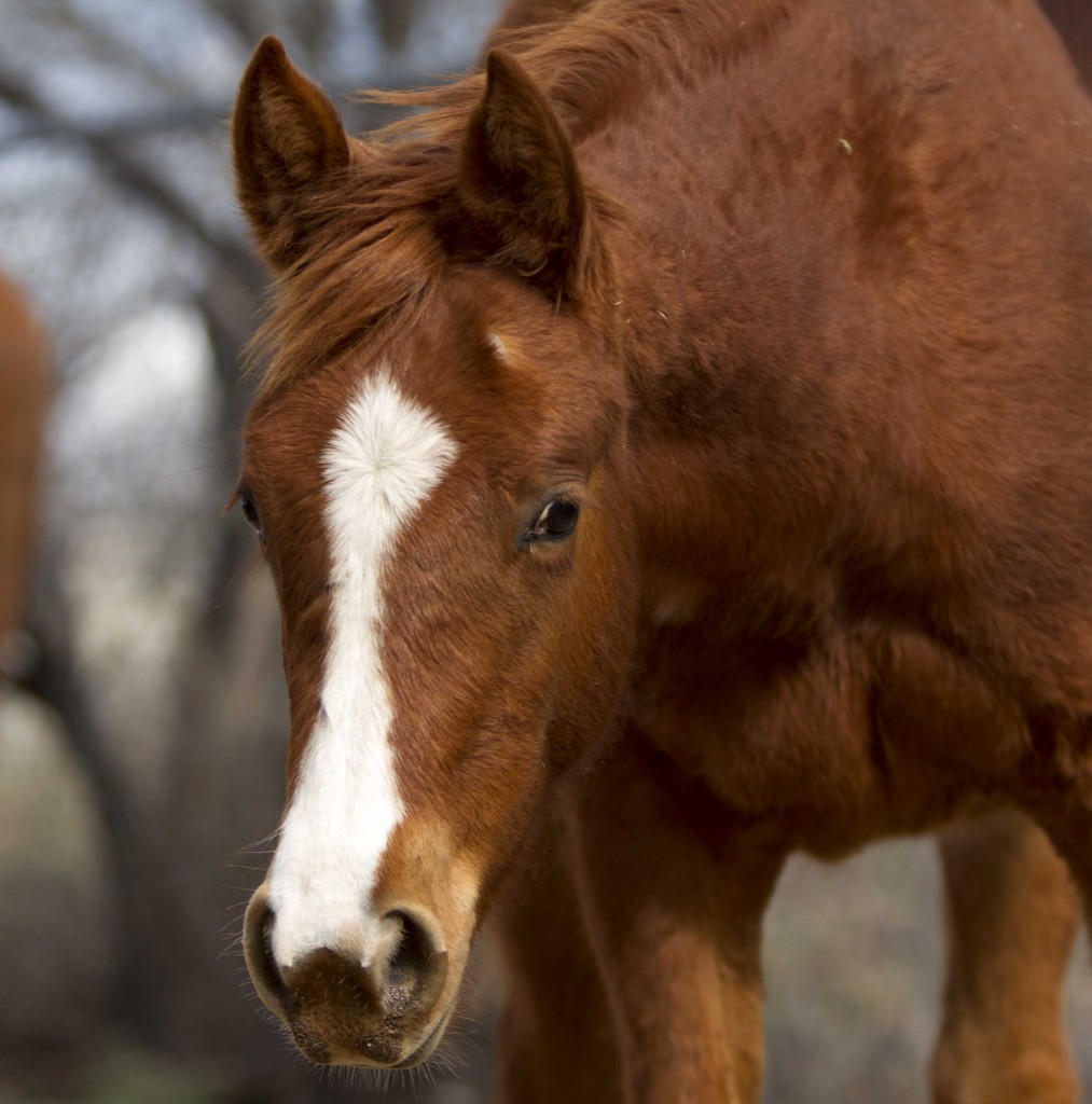 Sayos Bodee Beau - TS Quarter Horses
