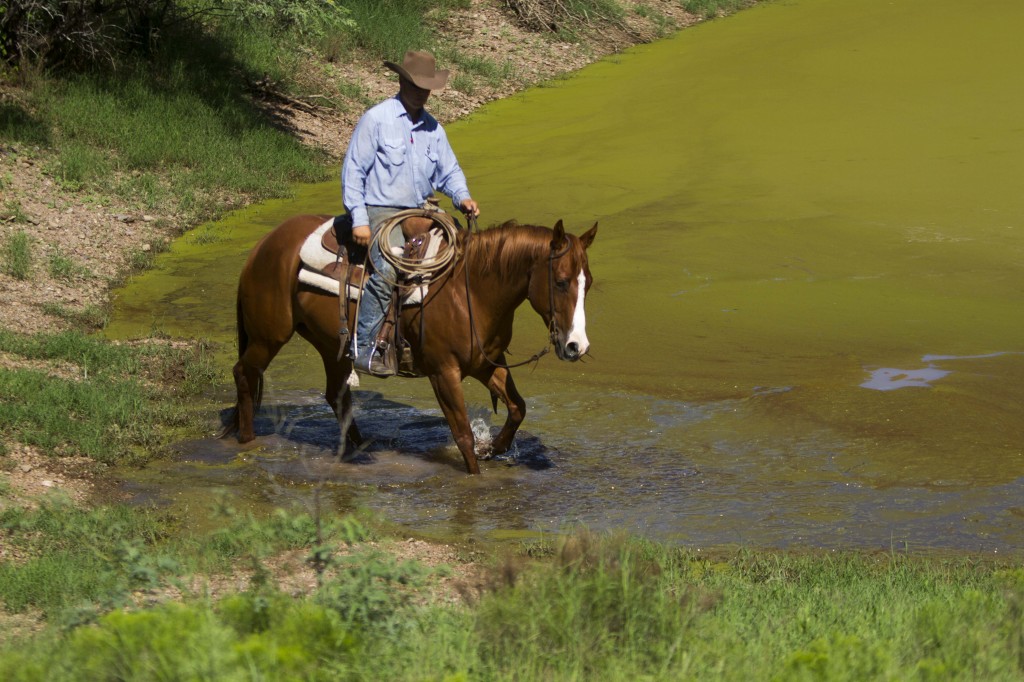 Shes Smooth N Silver - TS Quarter Horses