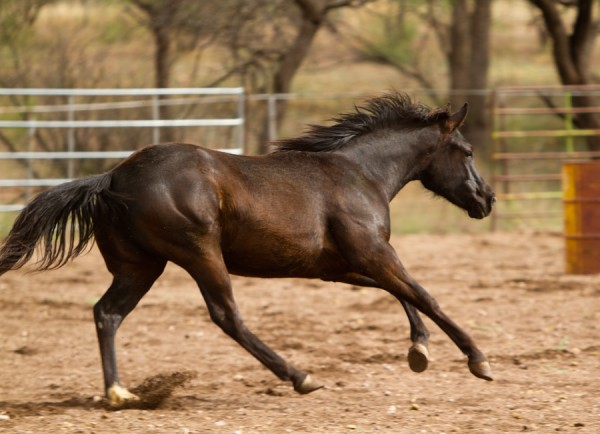 Sayos Perfect Bodee - TS Quarter Horses