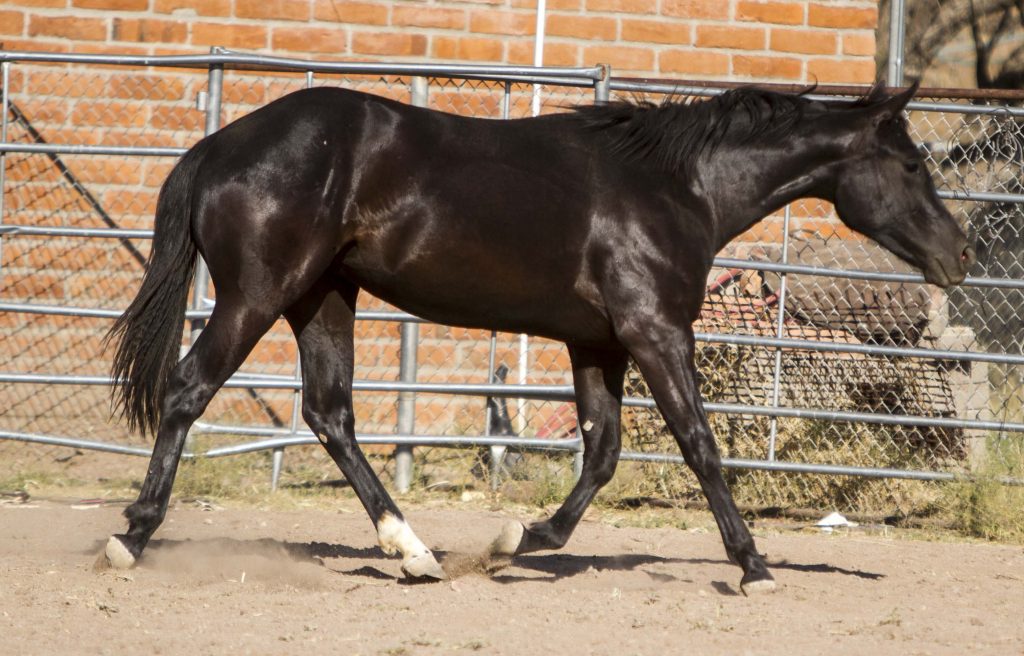 Sayos Perfect Bodee - TS Quarter Horses