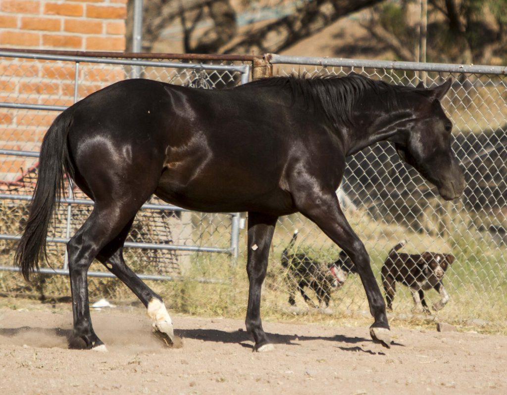 Sayos Perfect Bodee - TS Quarter Horses