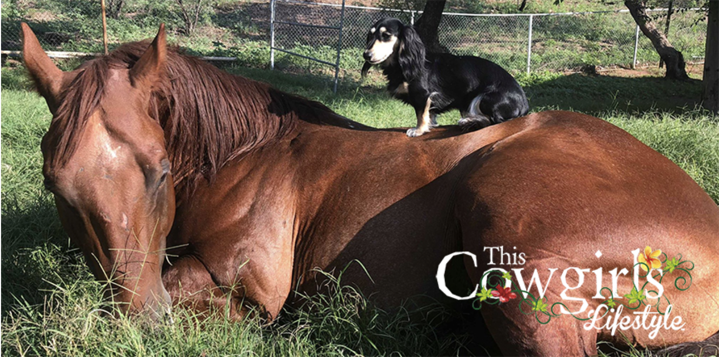 TS Quarter Horses - Tabitha Smith Reining, Working Cow Horse, Cutting ...